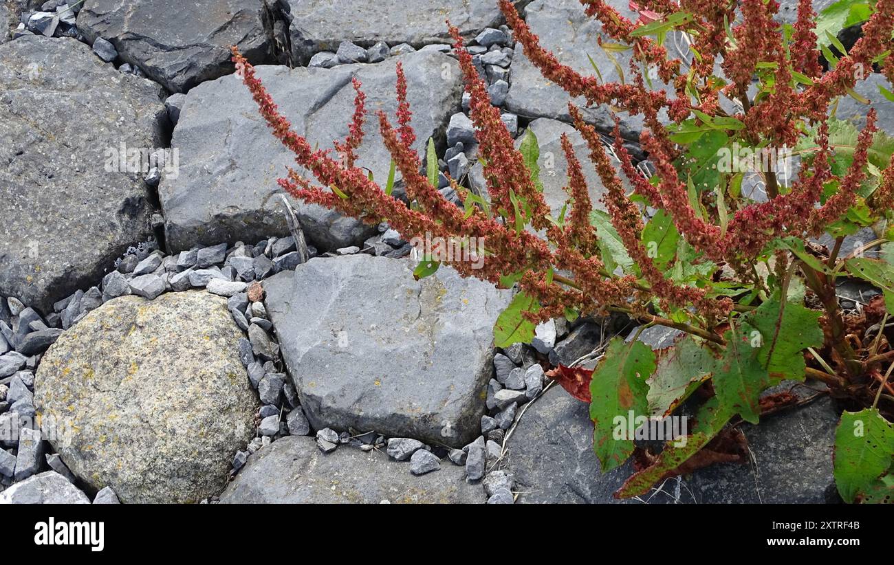 broad-leaved dock (Rumex obtusifolius) Plantae Stock Photo - Alamy