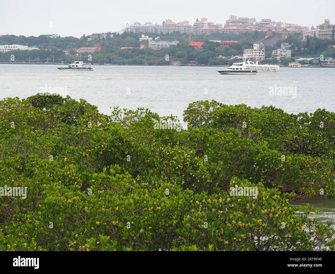 (Kandelia obovata) Plantae Stock Photo - Alamy