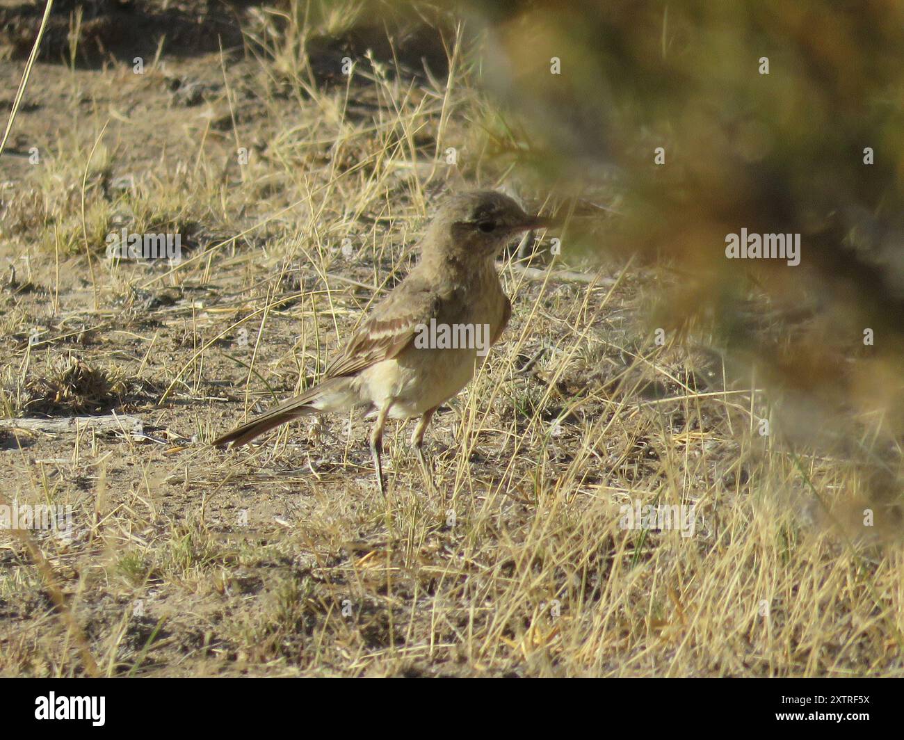 Lesser Shrike-Tyrant (Agriornis murinus) Aves Stock Photo - Alamy