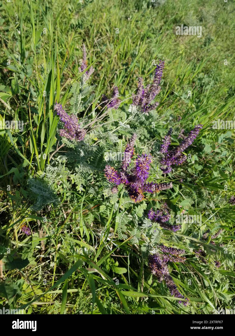leadplant (Amorpha canescens) Plantae Stock Photo - Alamy
