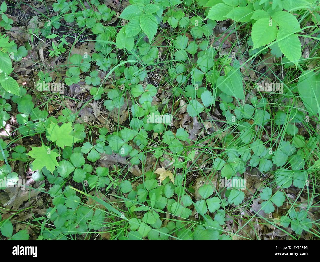 Appalachian barren-strawberry (Waldsteinia fragarioides) Plantae Stock ...