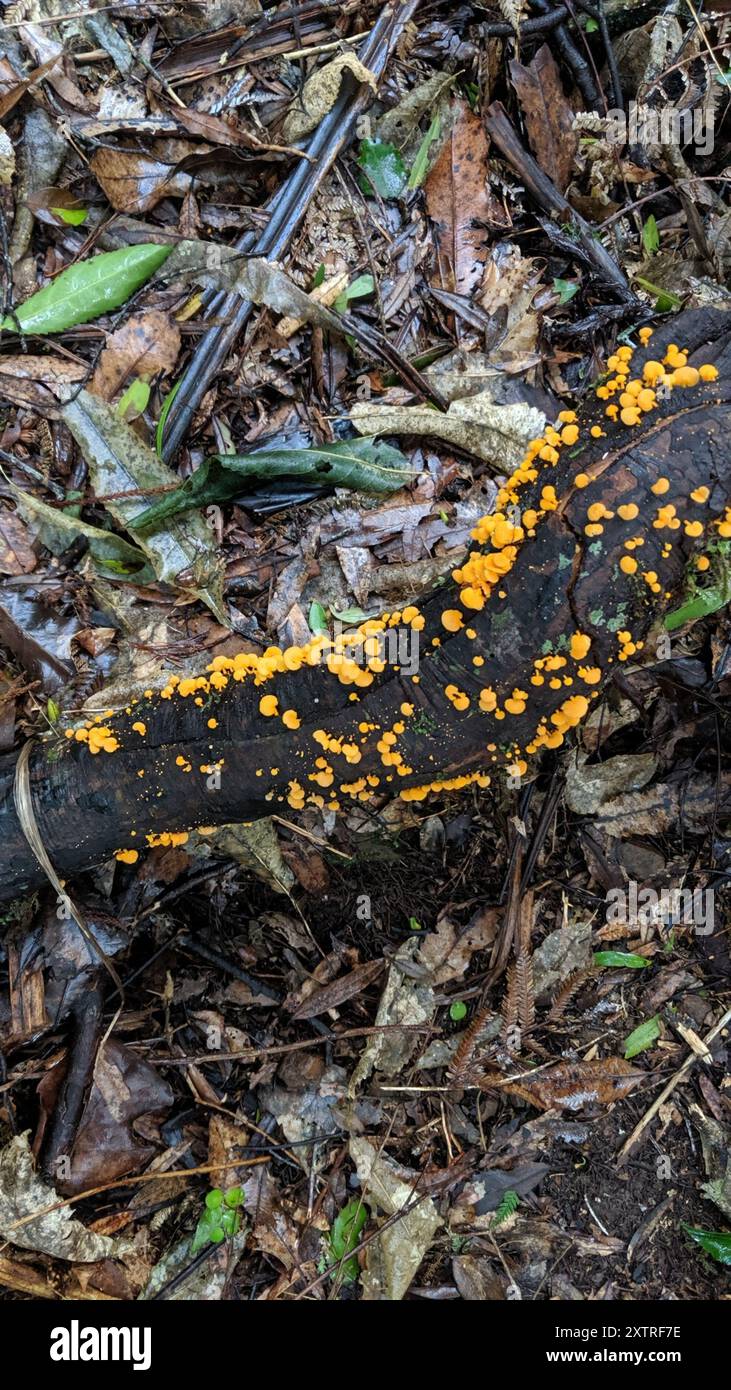orange pore fungus (Favolaschia claudopus) Fungi Stock Photo - Alamy