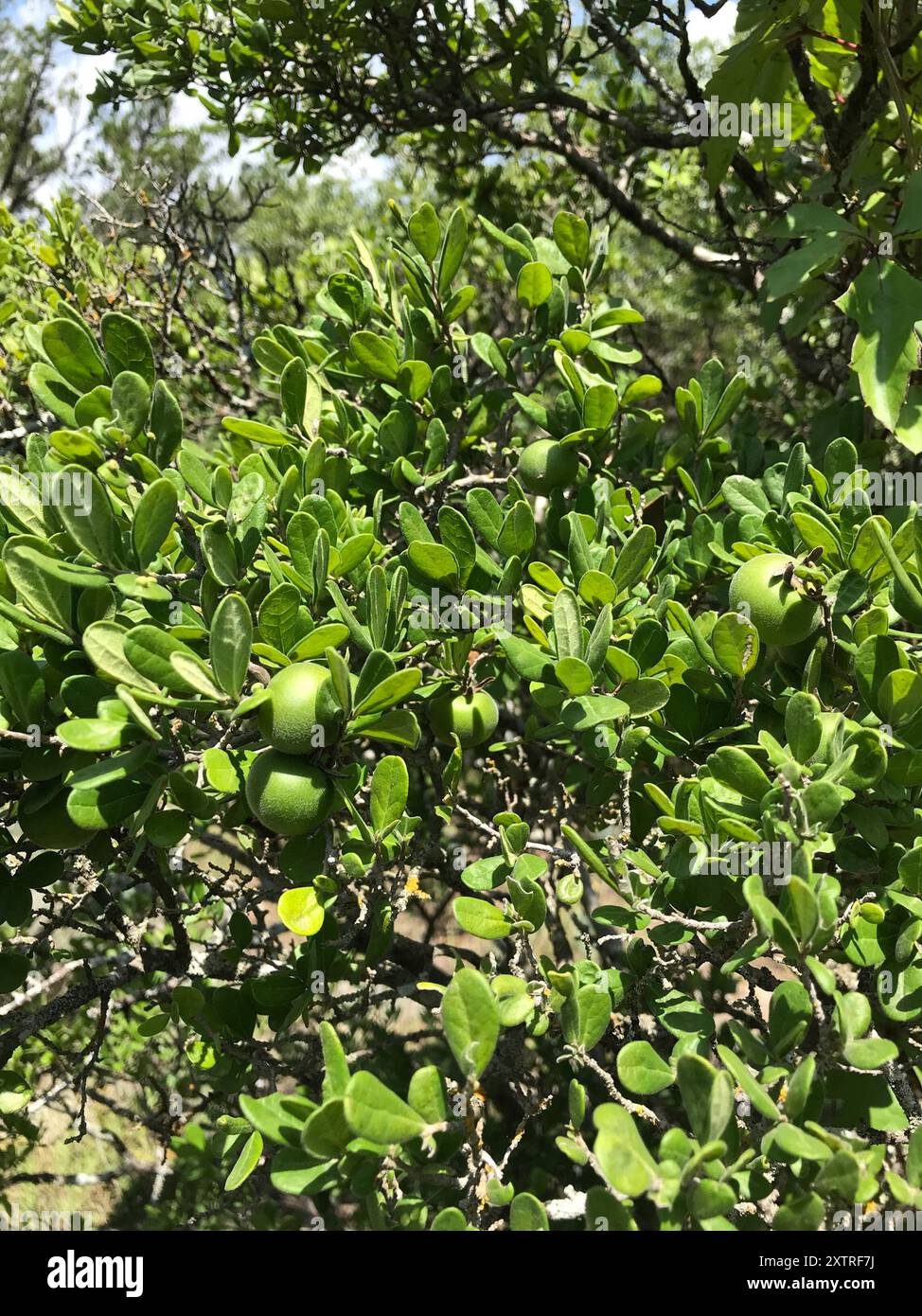 Texas Persimmon (Diospyros texana) Plantae Stock Photo - Alamy