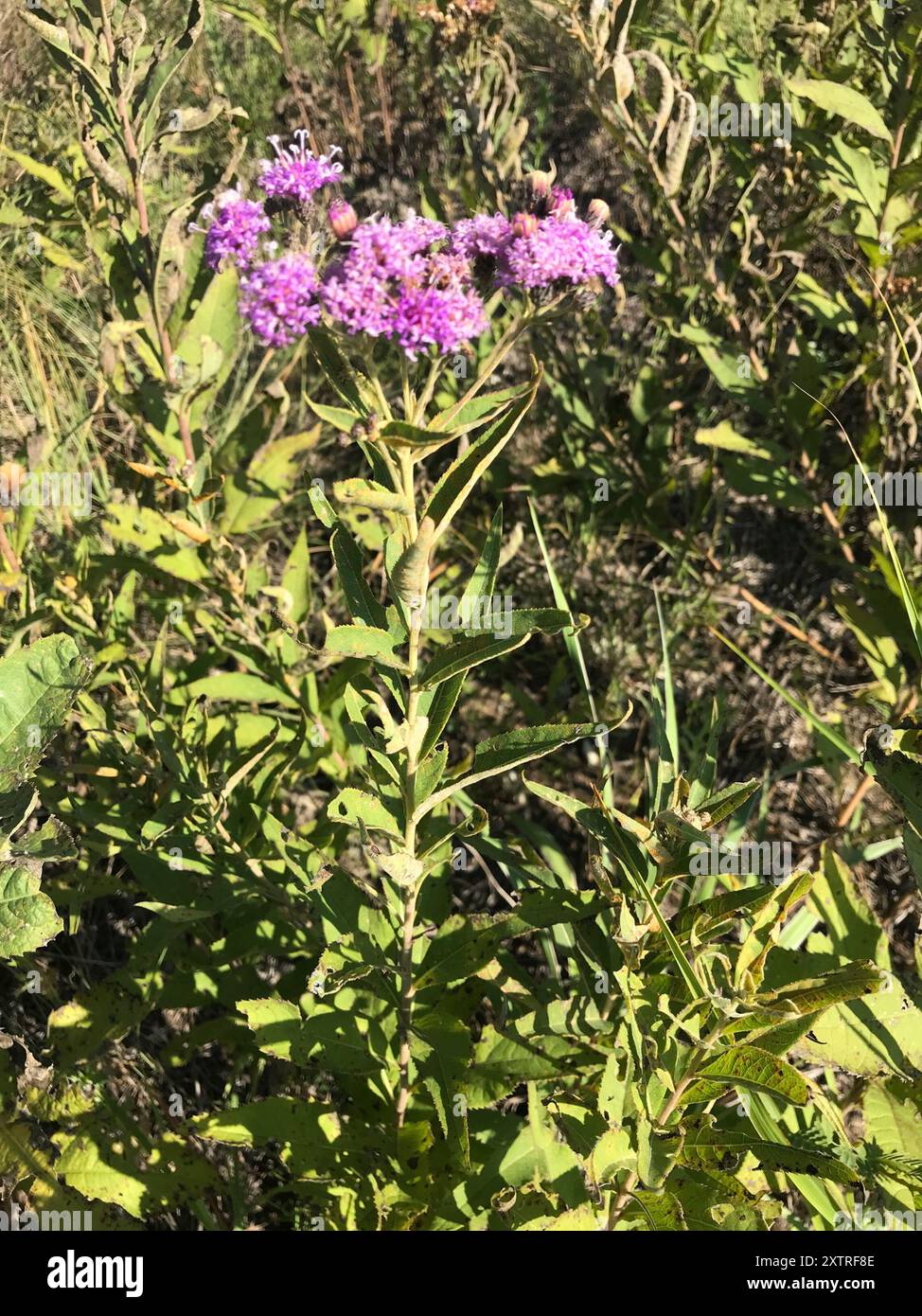 Western Ironweed (Vernonia baldwinii) Plantae Stock Photo - Alamy