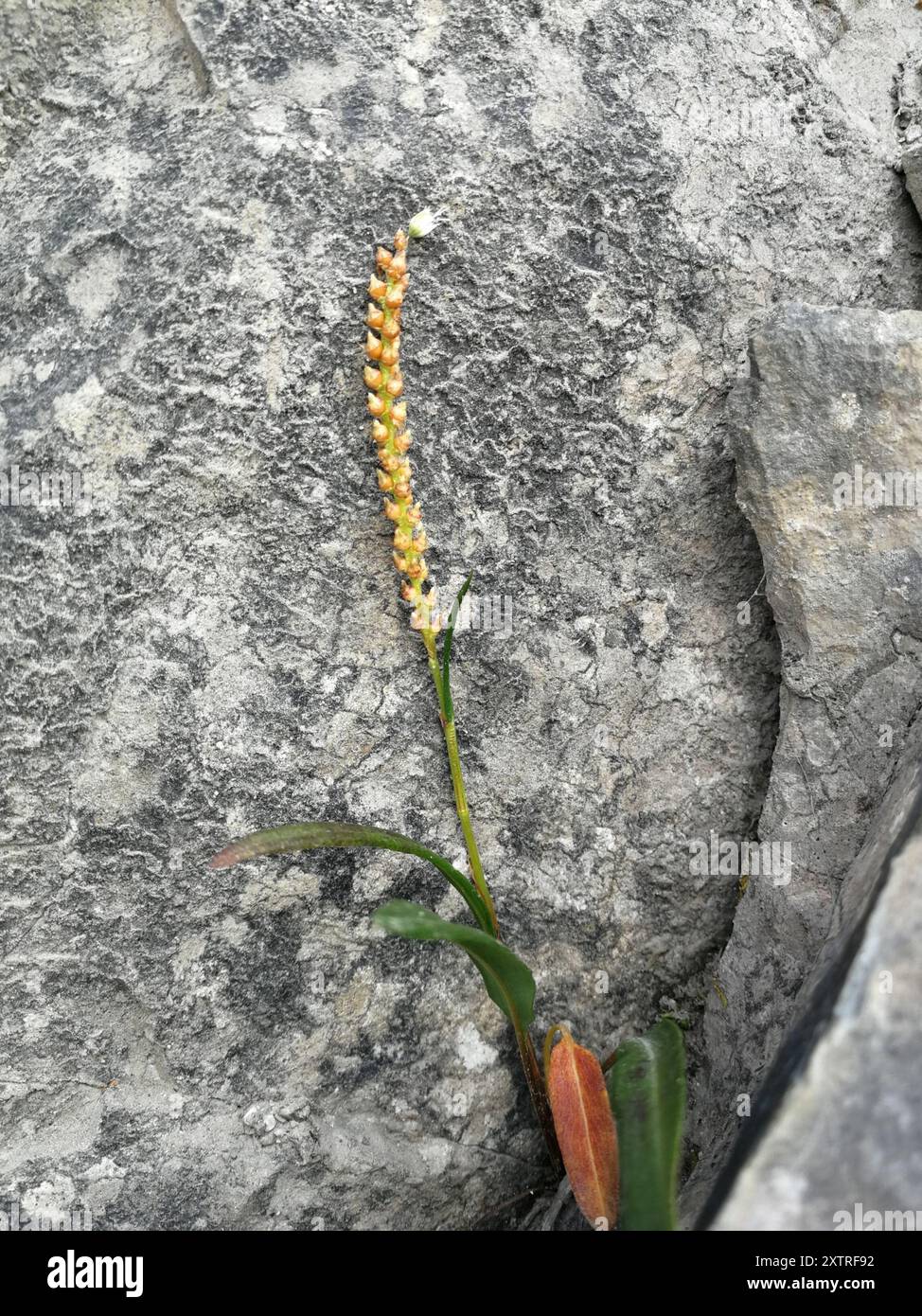 alpine bistort (Bistorta vivipara) Plantae Stock Photo - Alamy