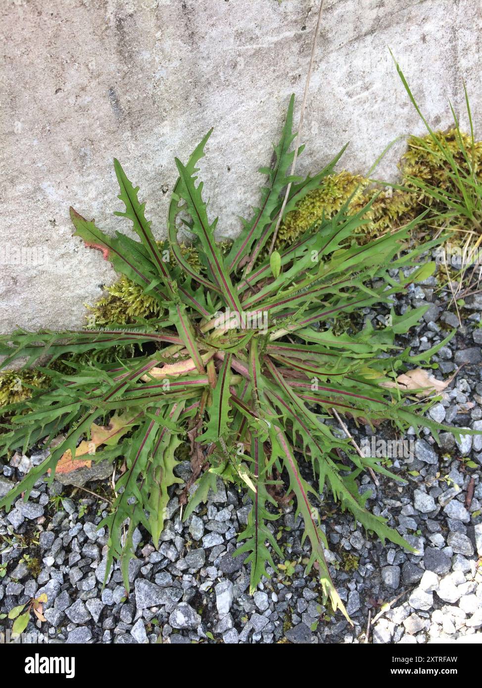 chicories, dandelions, and allies (Cichorioideae) Plantae Stock Photo ...