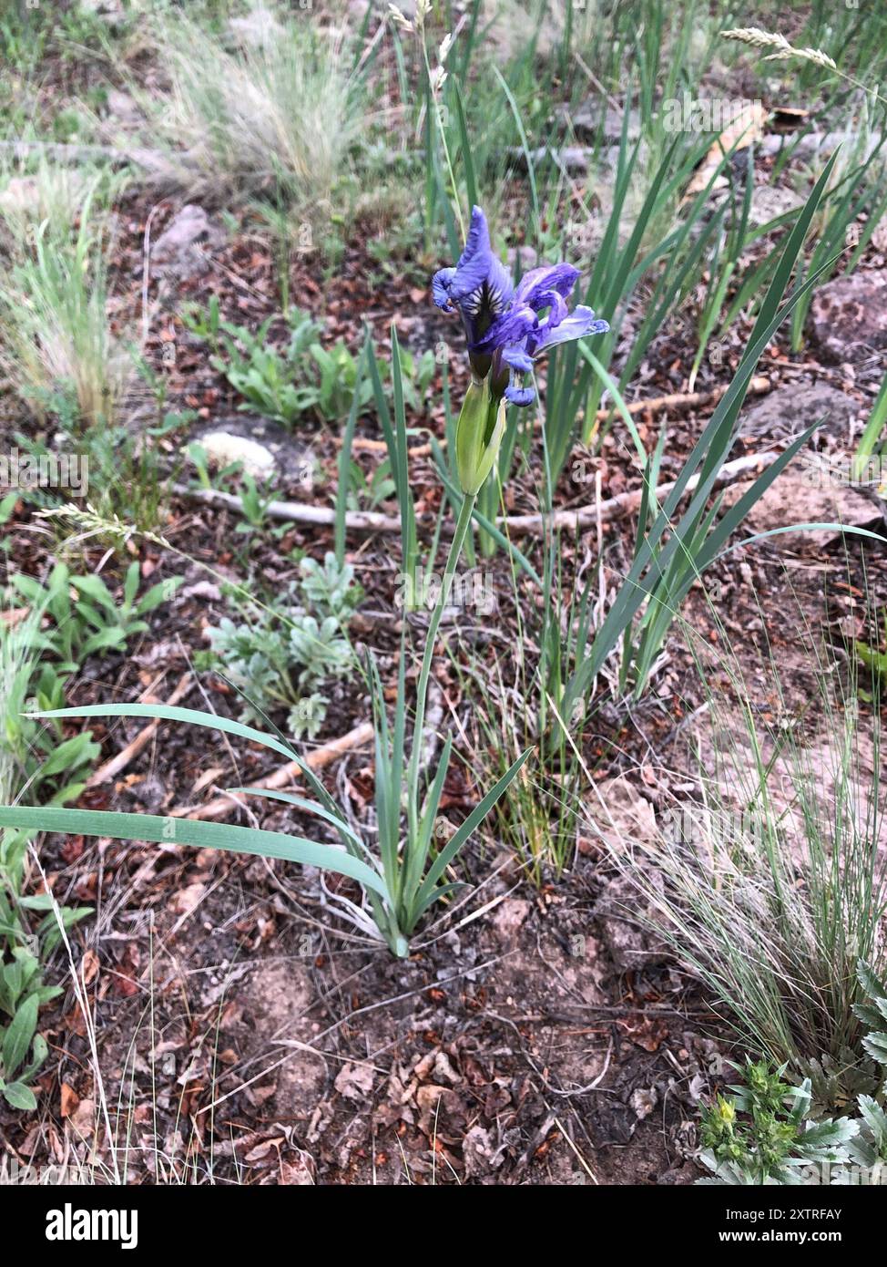 western blue flag (Iris missouriensis) Plantae Stock Photo - Alamy
