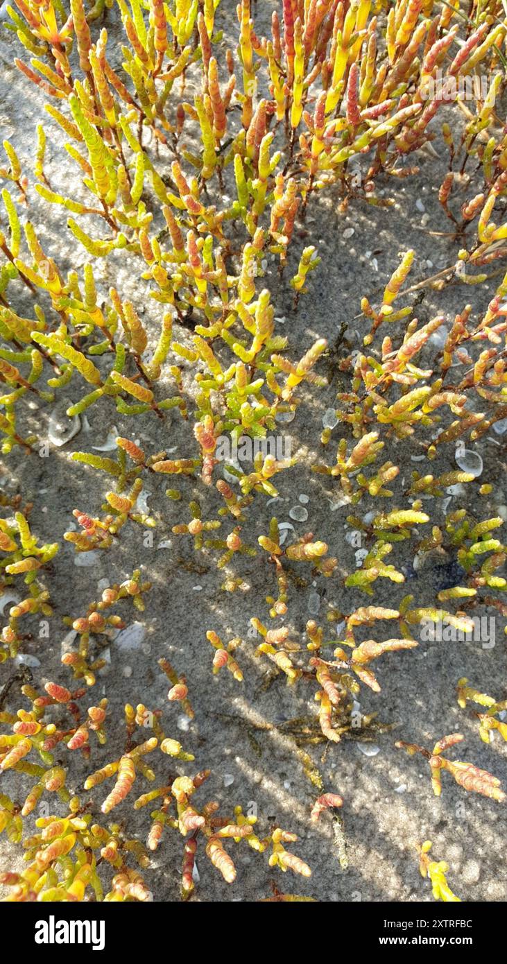 Common Glasswort (Salicornia europaea) Plantae Stock Photo - Alamy