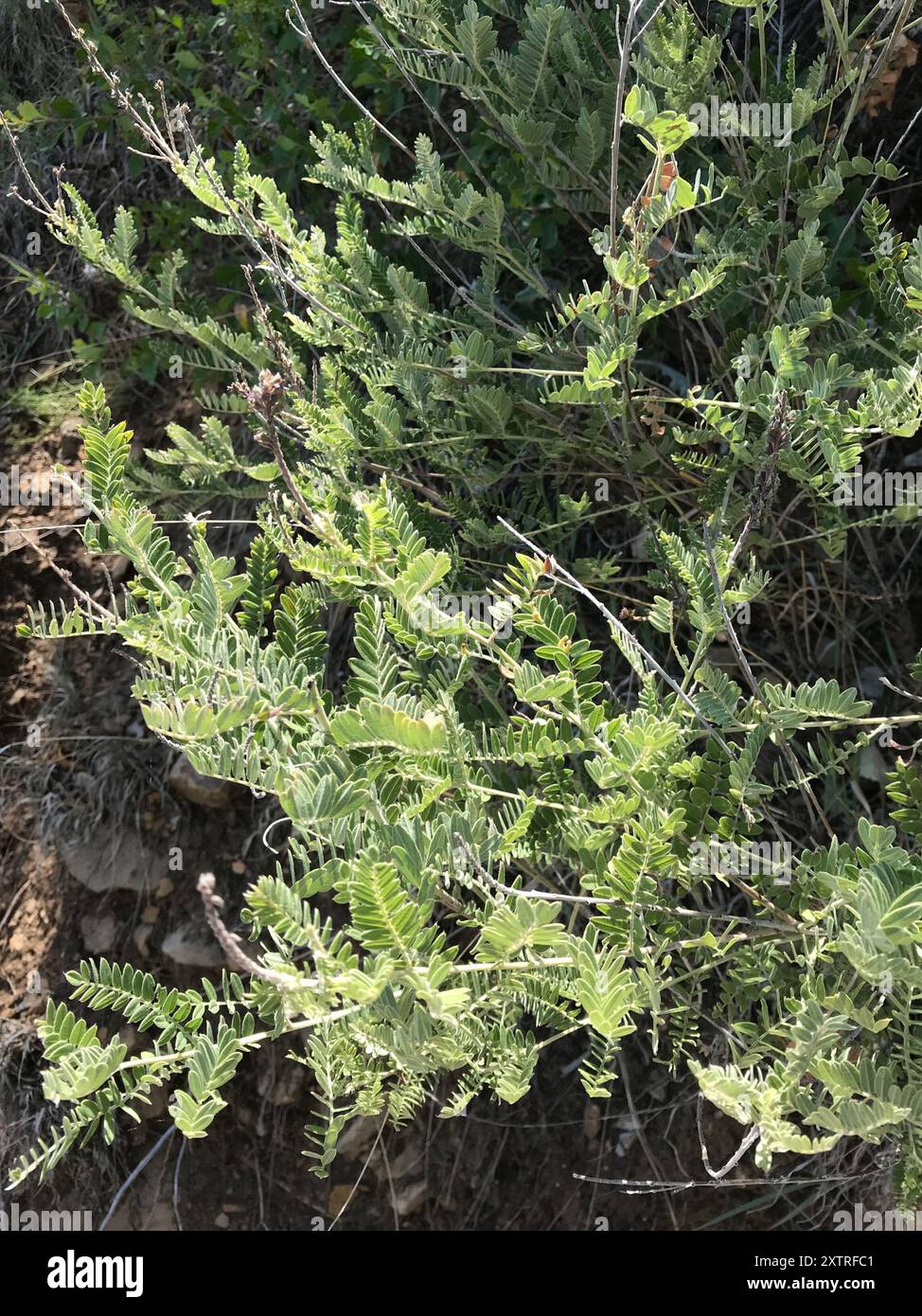 leadplant (Amorpha canescens) Plantae Stock Photo - Alamy