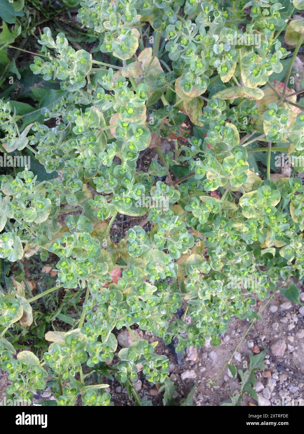 Sun spurge (Euphorbia helioscopia) Plantae Stock Photo - Alamy