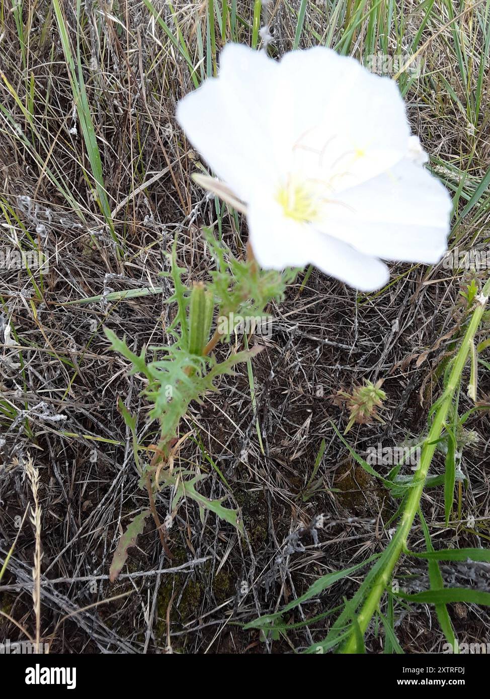 Pale Evening Primrose (Oenothera pallida) Plantae Stock Photo - Alamy