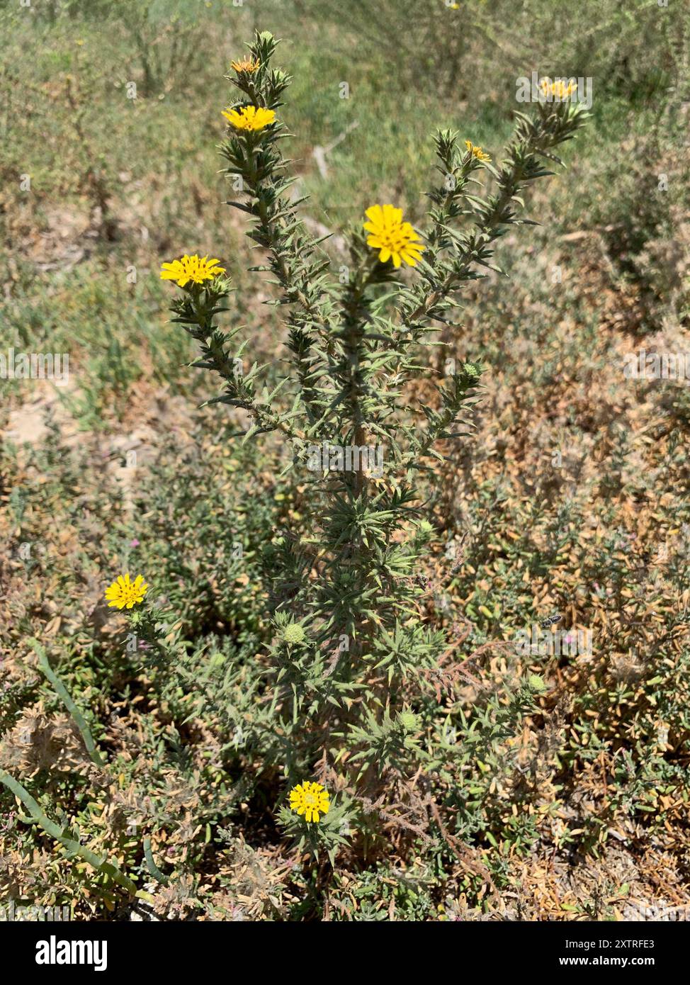 southern tarplant (Centromadia parryi australis) Plantae Stock Photo ...