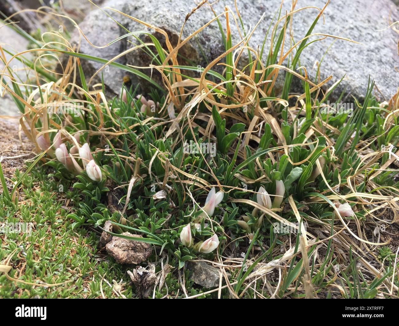 Dwarf Clover (Trifolium nanum) Plantae Stock Photo - Alamy