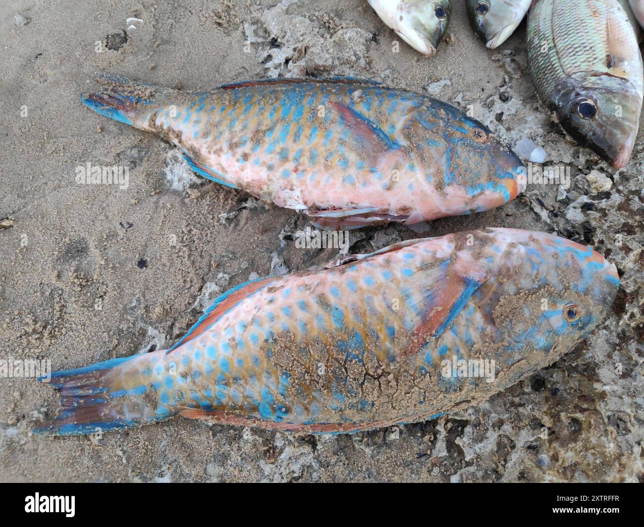 Bluebarred Parrotfish (Scarus ghobban) Actinopterygii Stock Photo - Alamy