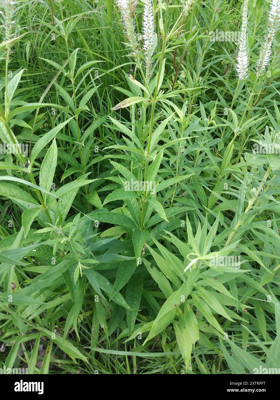 Culver's root (Veronicastrum virginicum) Plantae Stock Photo - Alamy