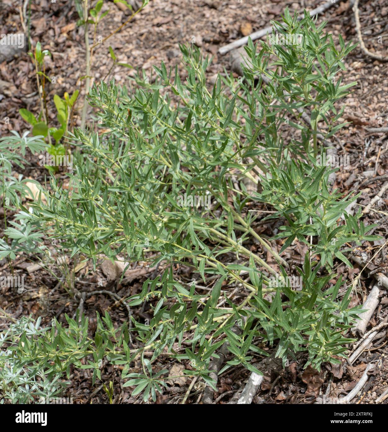 stoneseeds, puccoons, and gromwells (Lithospermum) Plantae Stock Photo ...