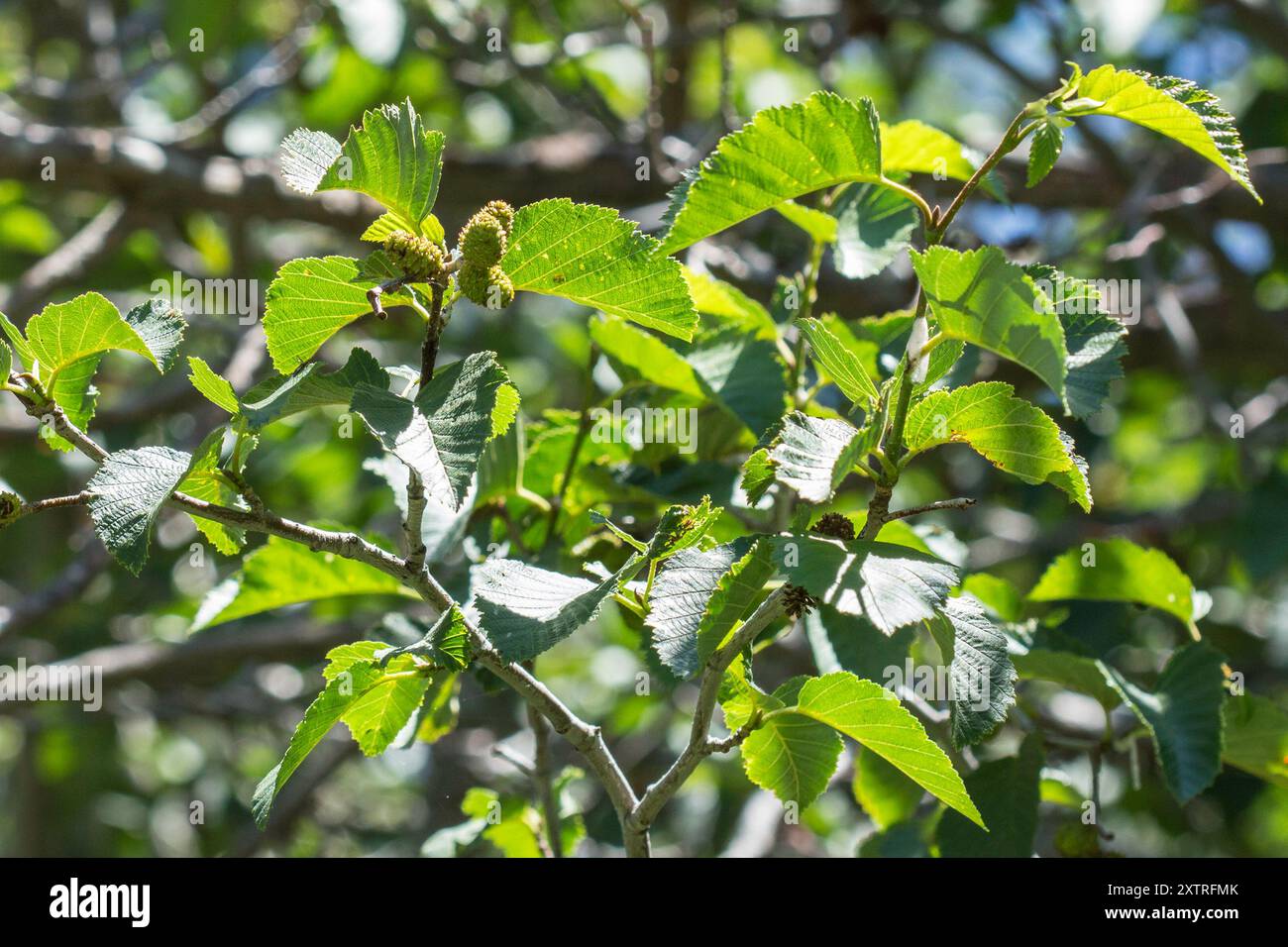 grey alder (Alnus incana) Plantae Stock Photo - Alamy