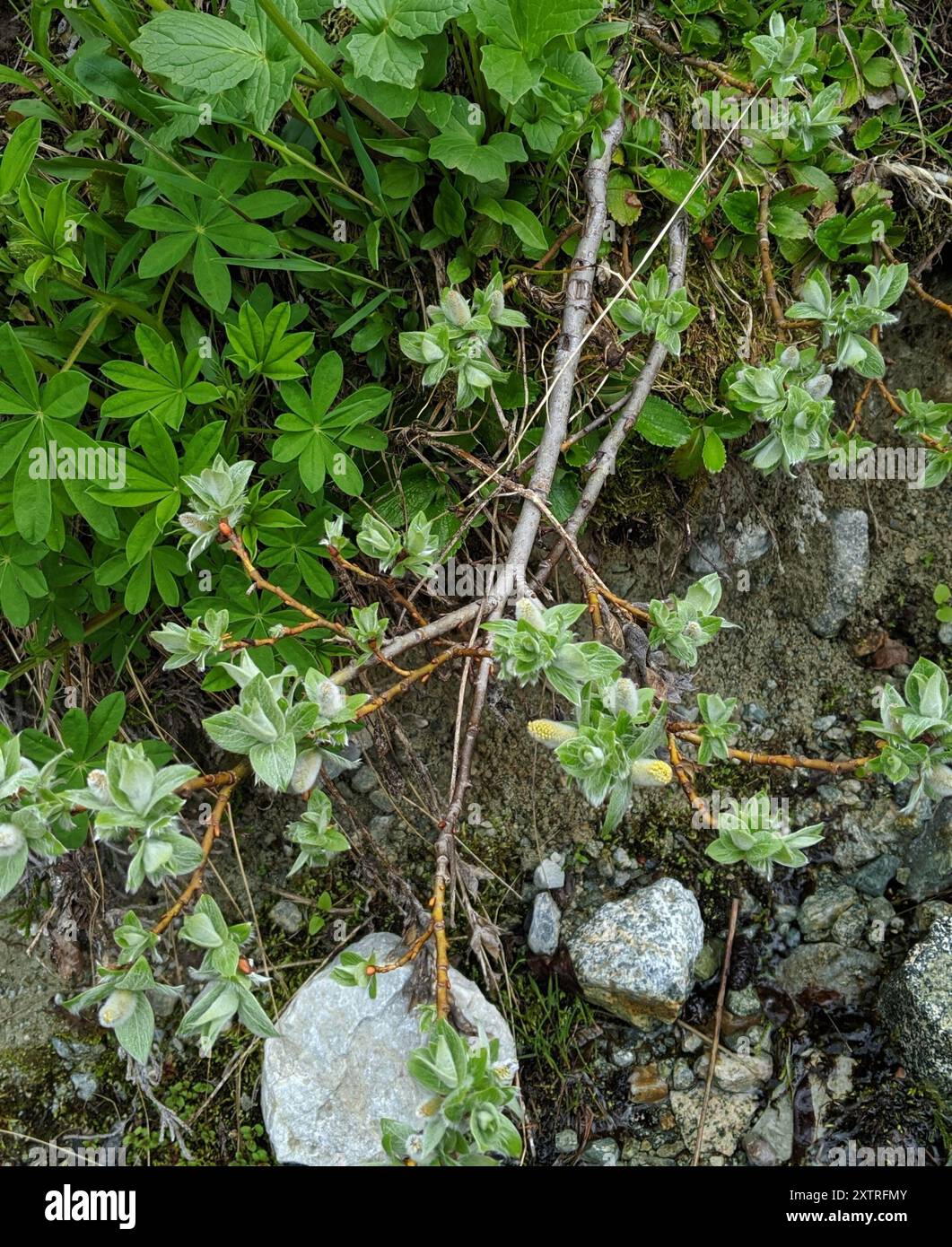 Undergreen Willow (Salix commutata) Plantae Stock Photo - Alamy