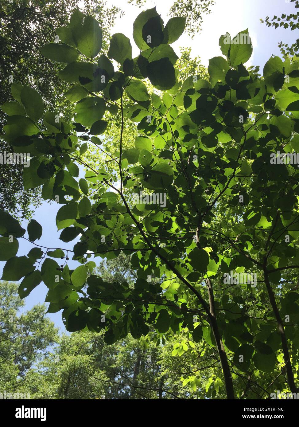 Bigleaf Snowbell (Styrax grandifolius) Plantae Stock Photo - Alamy