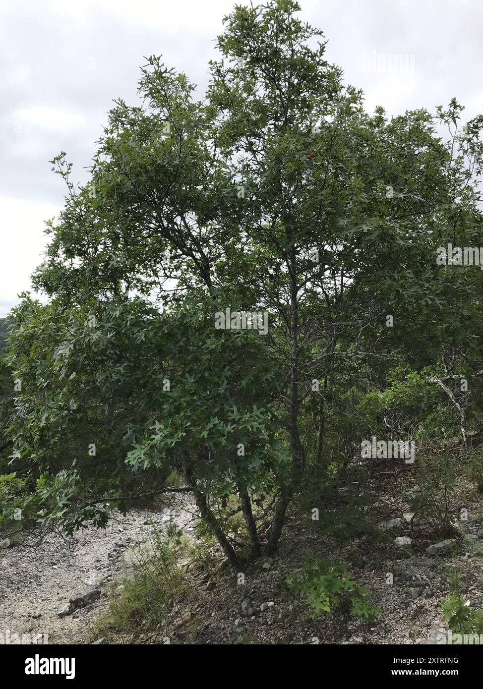 Buckley's oak (Quercus buckleyi) Plantae Stock Photo - Alamy