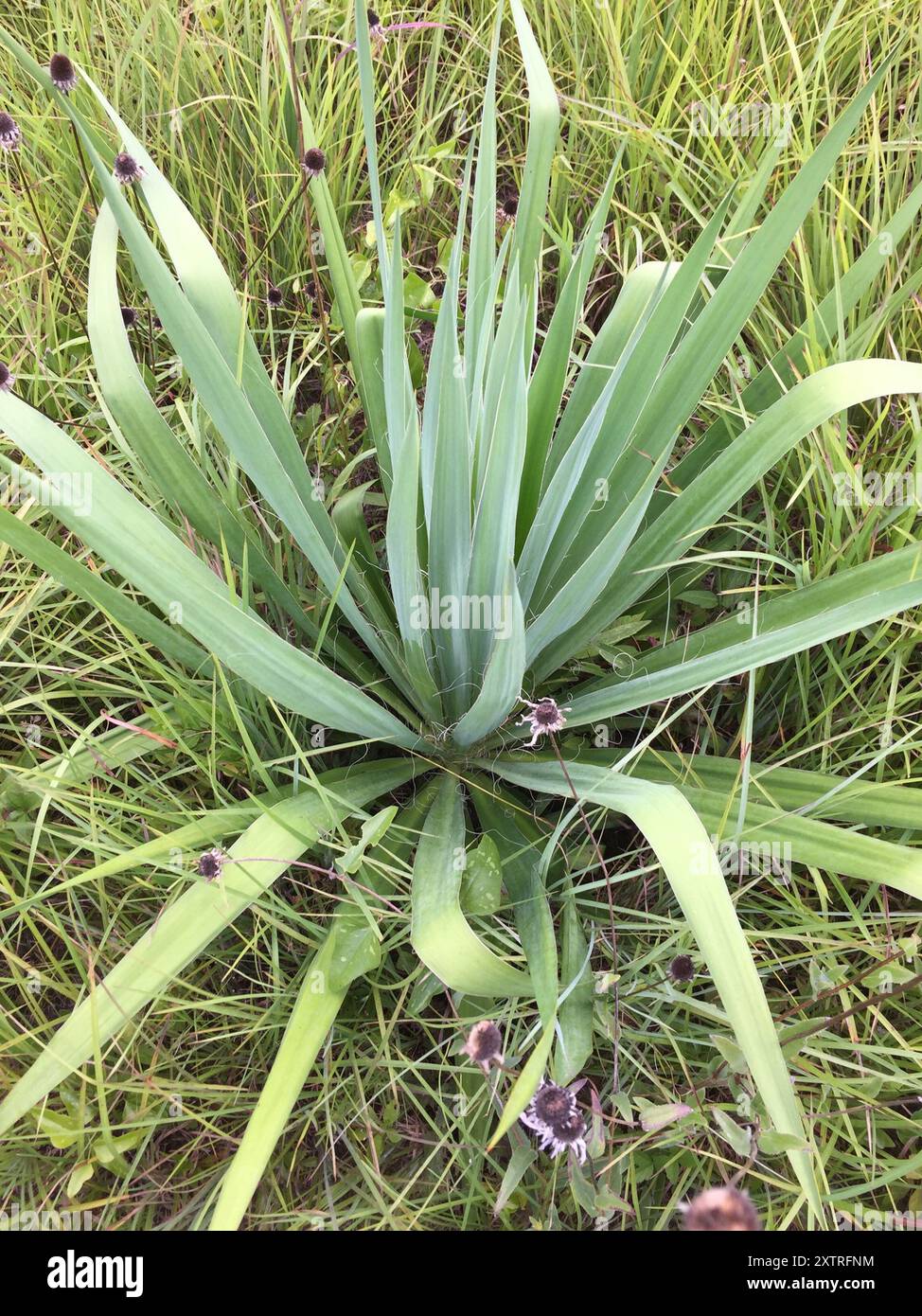 Weak-leaf Yucca (Yucca flaccida) Plantae Stock Photo - Alamy