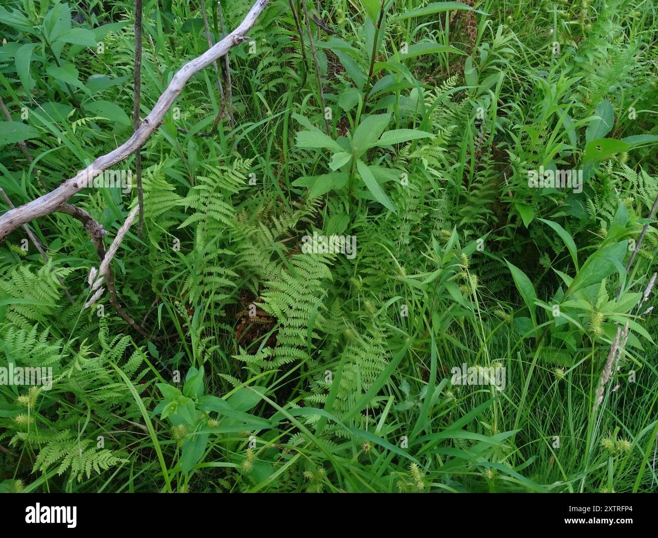 marsh fern (Thelypteris palustris) Plantae Stock Photo - Alamy