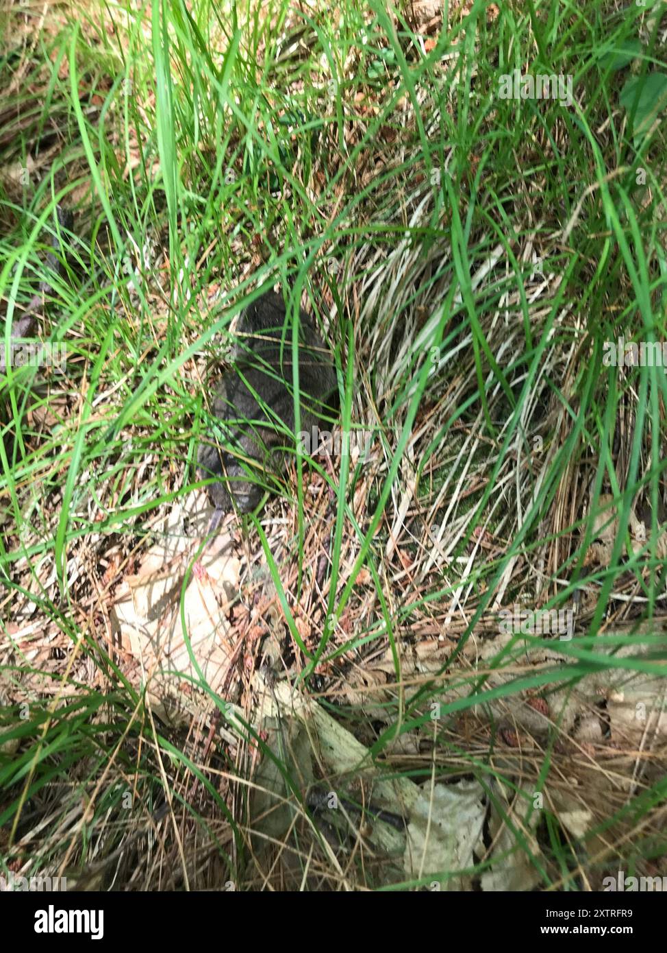 Voles, Lemmings, and Muskrats (Arvicolinae) Mammalia Stock Photo - Alamy