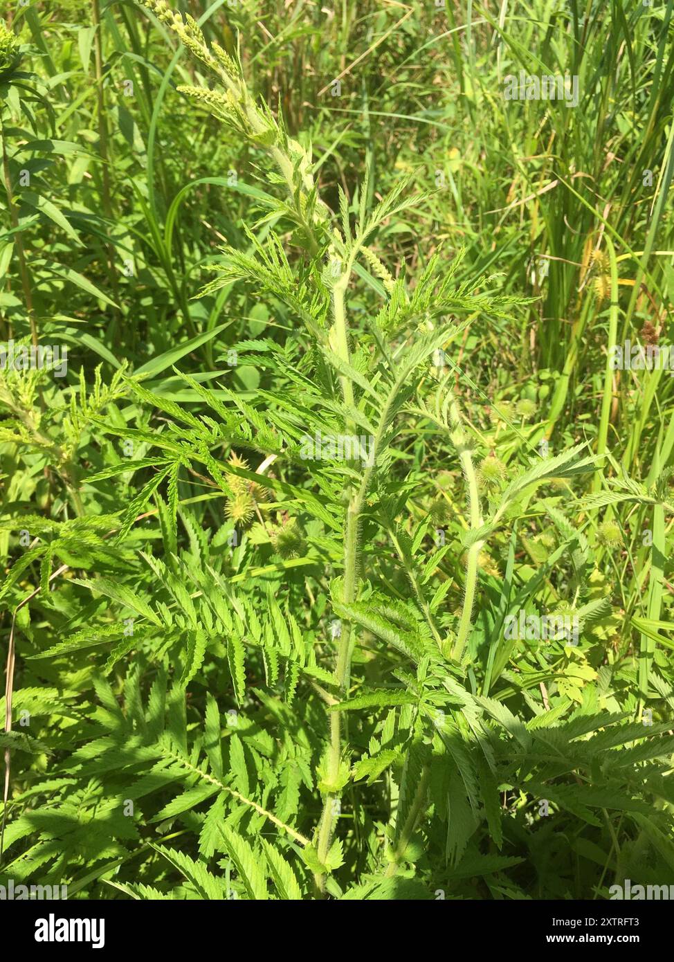 swamp agrimony (Agrimonia parviflora) Plantae Stock Photo - Alamy