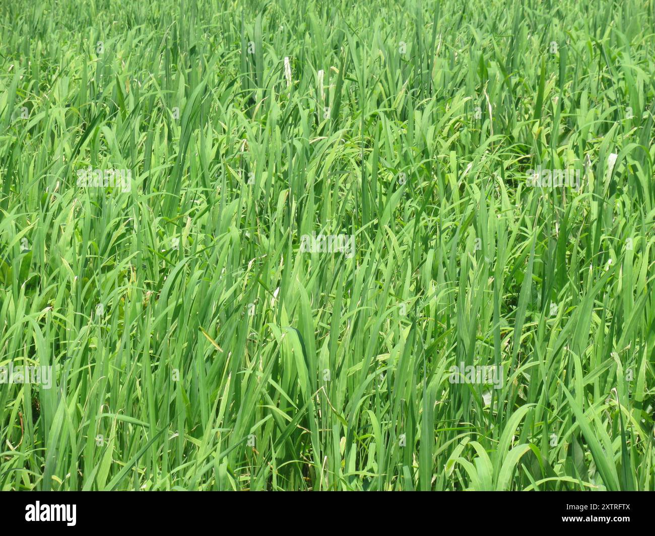 wild rice (Zizania) Plantae Stock Photo - Alamy