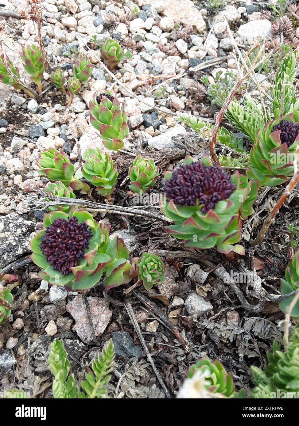 western roseroot (Rhodiola integrifolia) Plantae Stock Photo - Alamy
