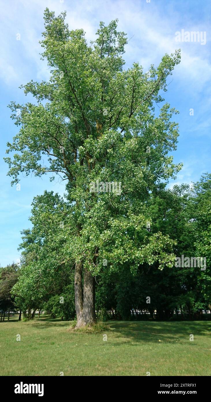 Eastern Cottonwood (Populus deltoides) Plantae Stock Photo - Alamy