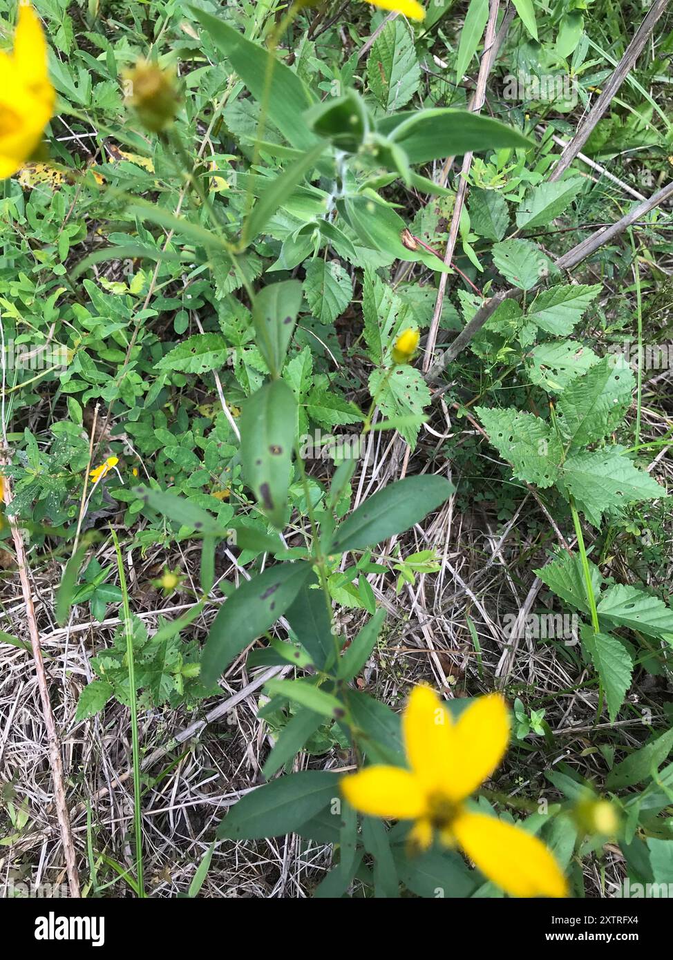 Greater Tickseed (Coreopsis major) Plantae Stock Photo - Alamy