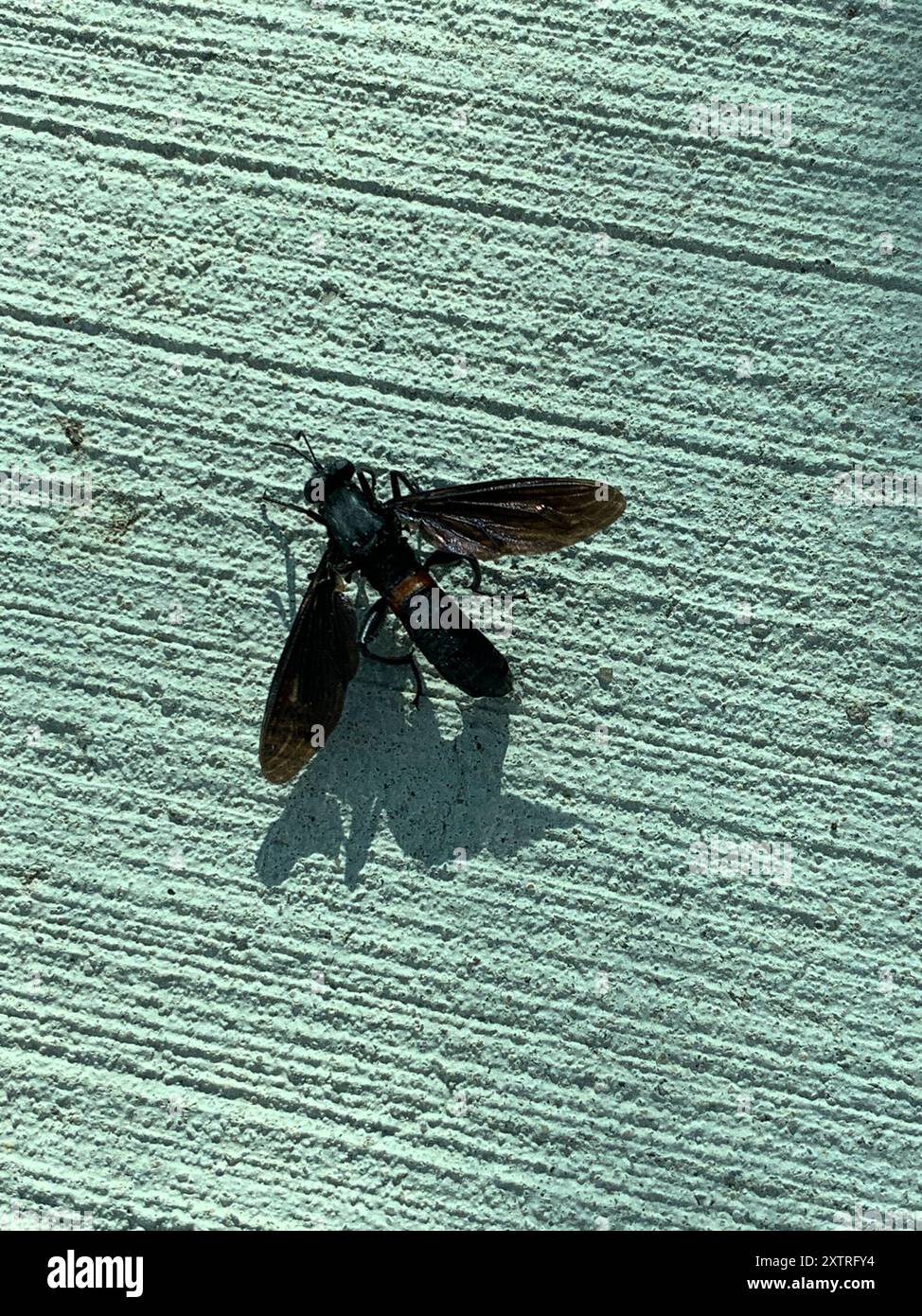 Clubbed mydas fly hi-res stock photography and images - Alamy