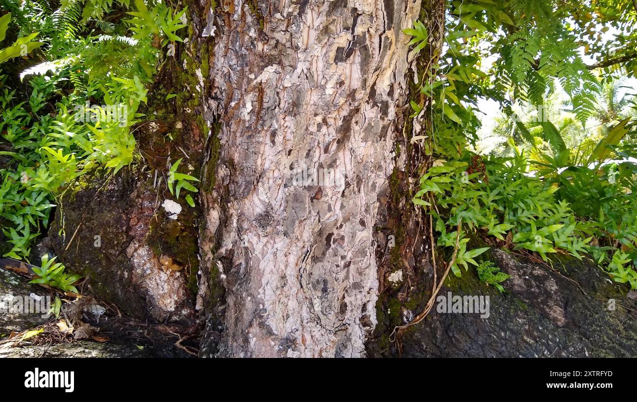 Alexandrian Laurel (Calophyllum inophyllum) Plantae Stock Photo - Alamy