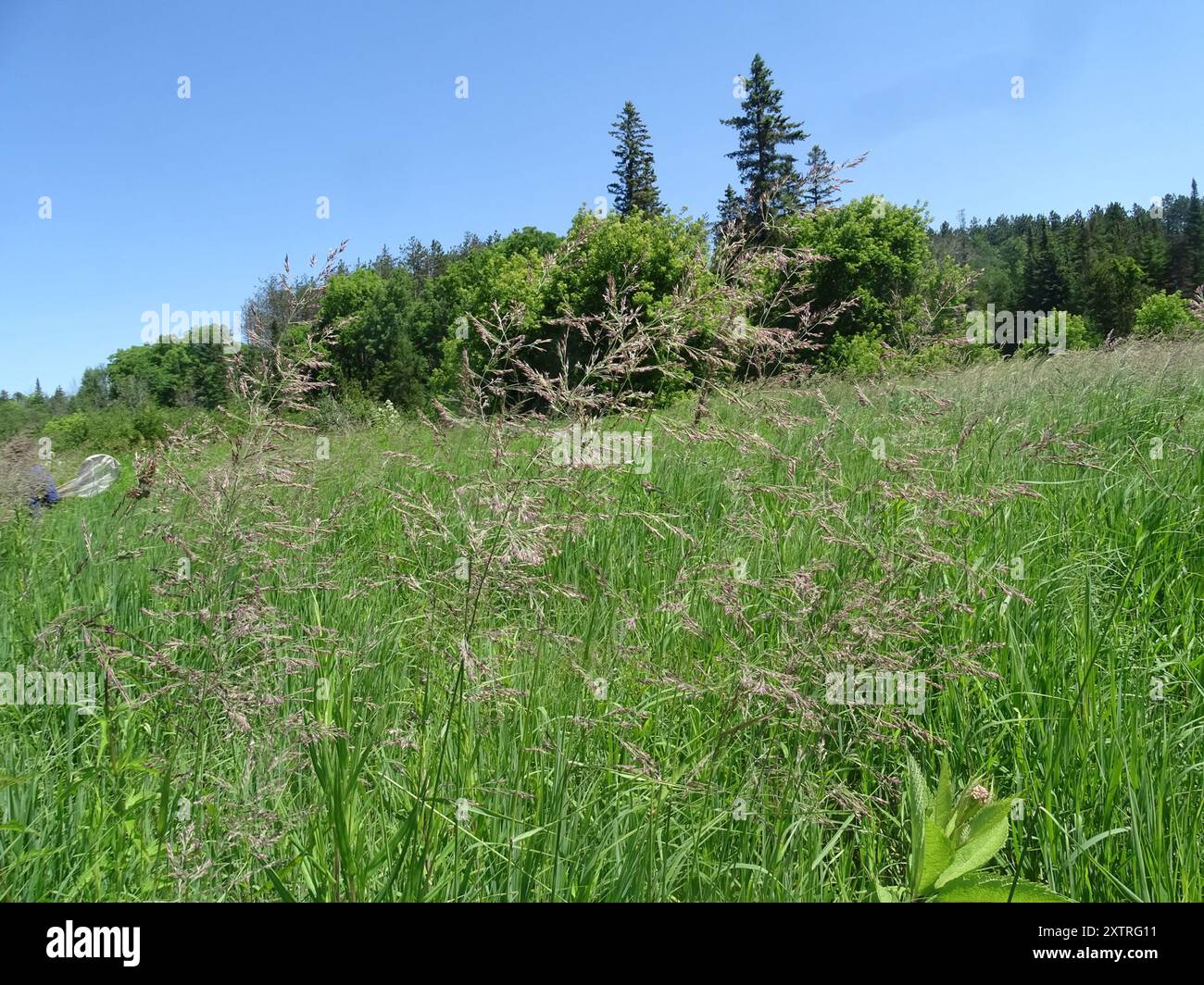 canadian bluejoint (Calamagrostis canadensis) Plantae Stock Photo - Alamy
