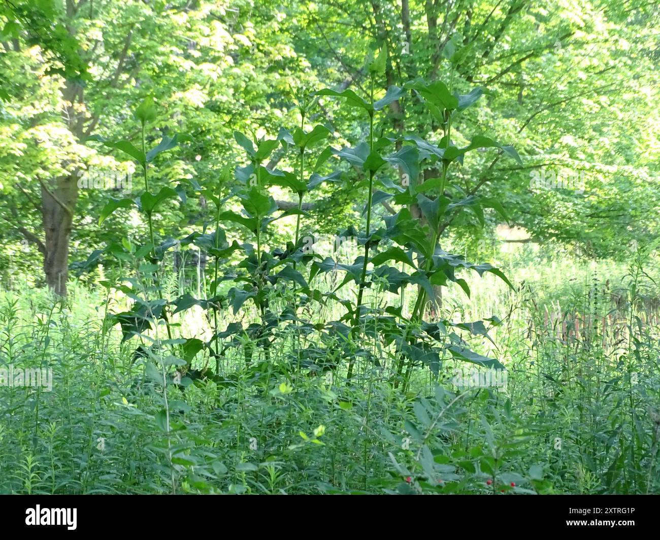 cup plant (Silphium perfoliatum) Plantae Stock Photo - Alamy