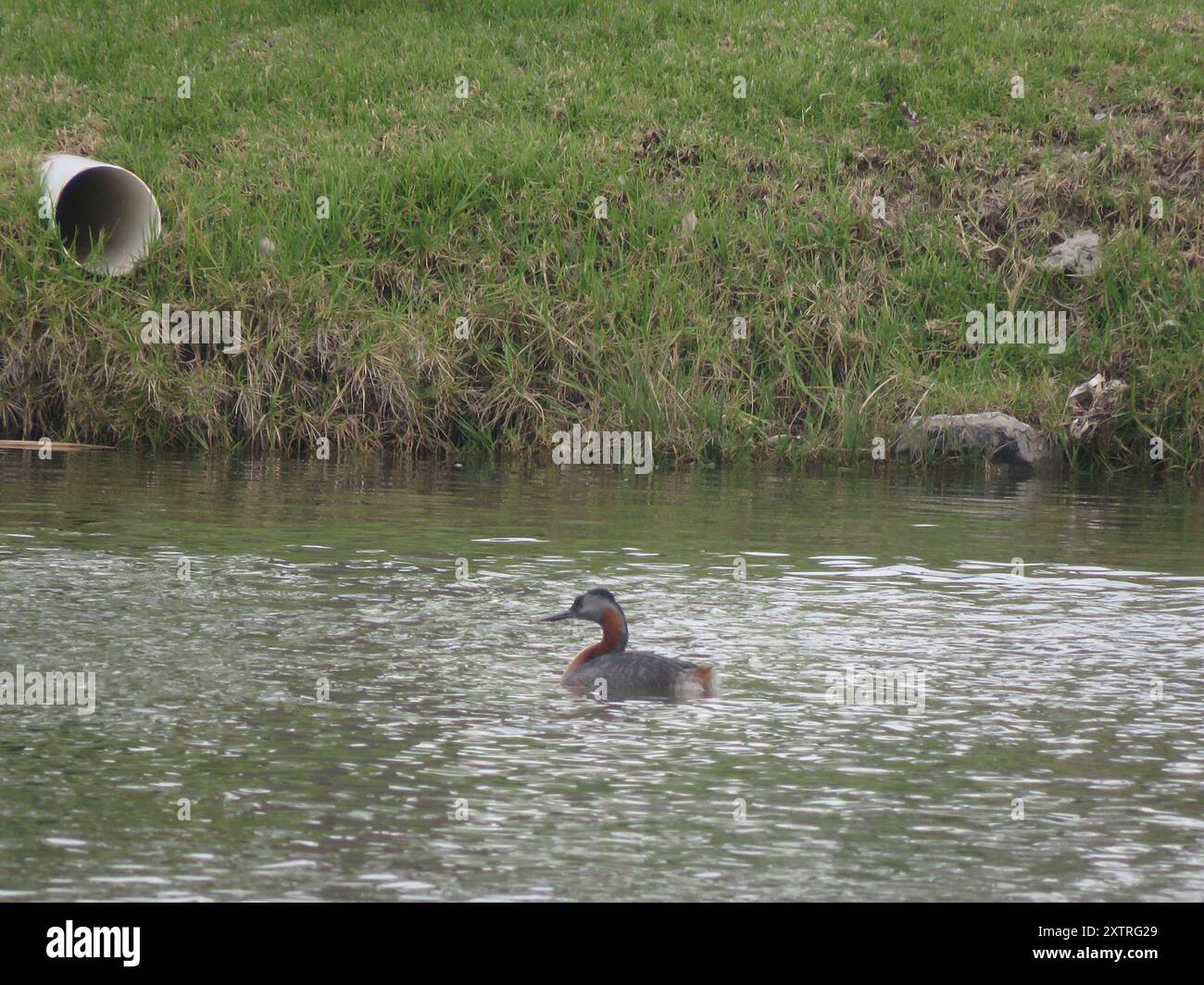 Great Grebe (Podiceps major) Aves Stock Photo - Alamy