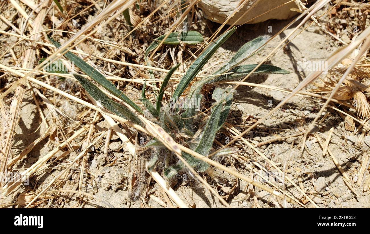 vascular plants (Tracheophyta) Plantae Stock Photo - Alamy