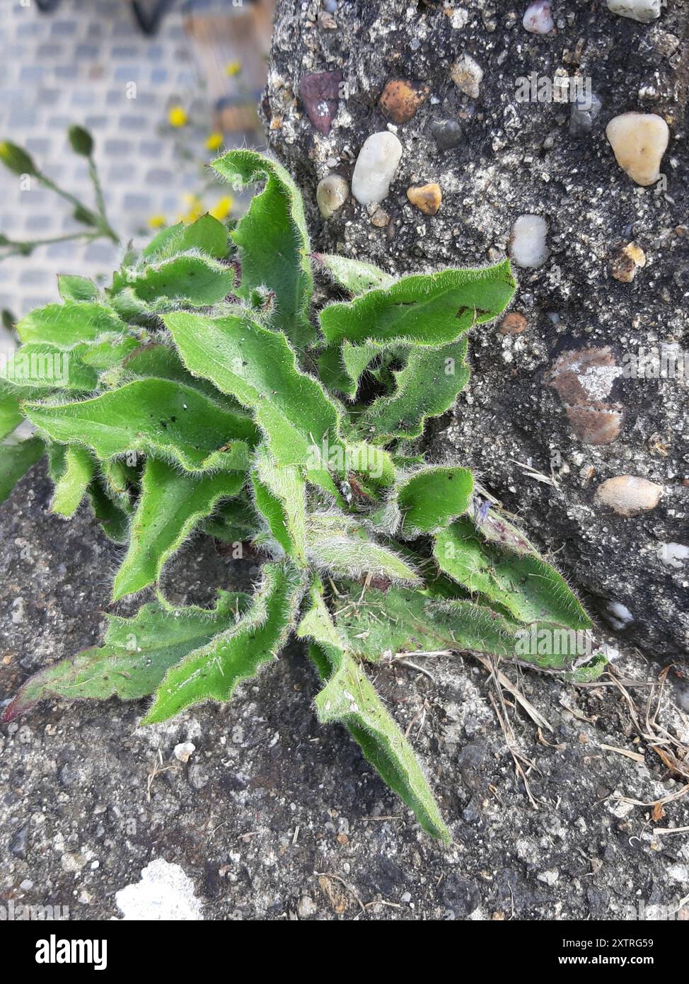 Wall hawkweed (Hieracium murorum) Plantae Stock Photo - Alamy