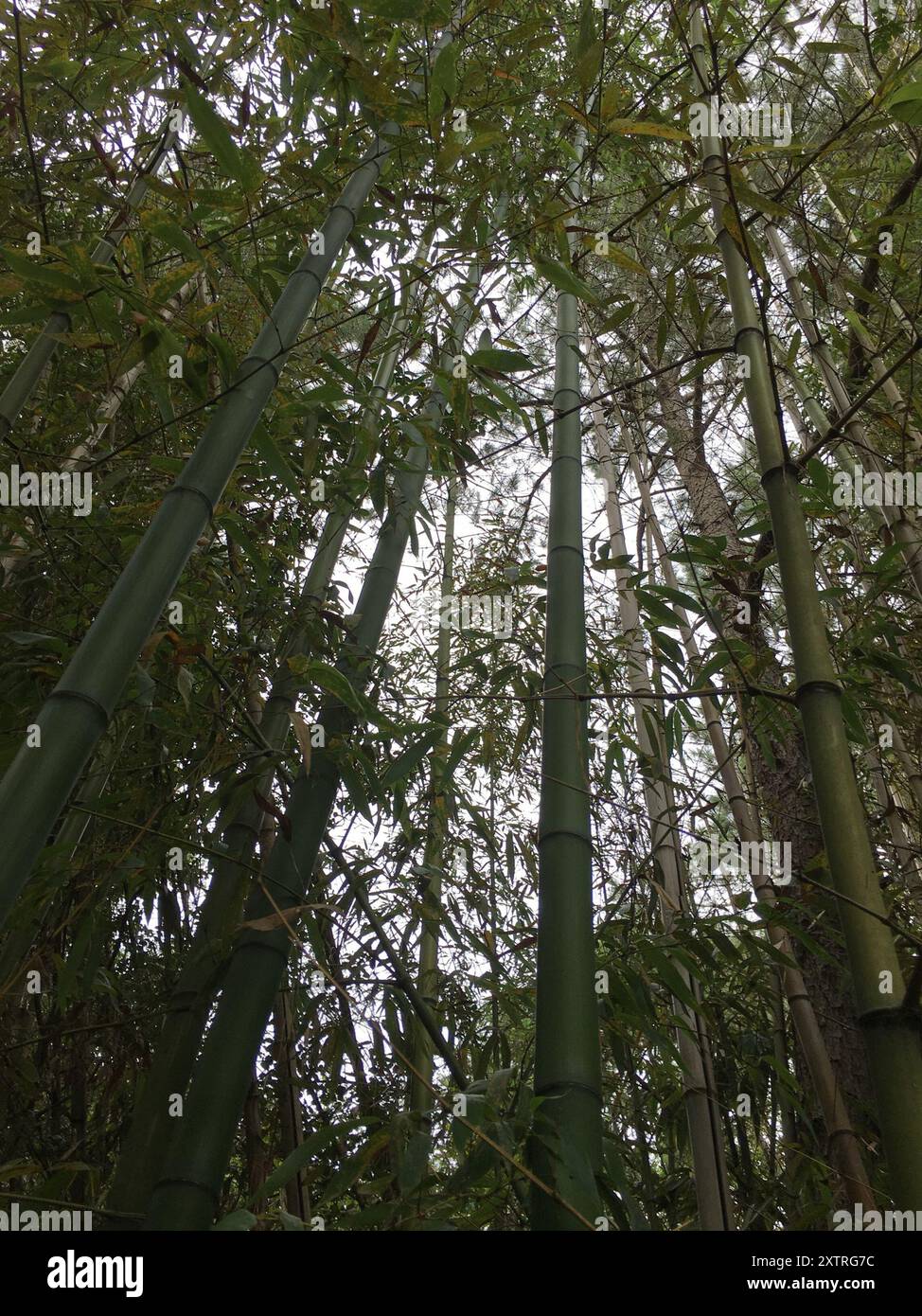 fishpole bamboo (Phyllostachys aurea) Plantae Stock Photo - Alamy