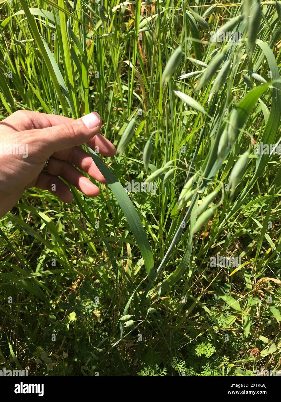Common Oat (Avena sativa) Plantae Stock Photo - Alamy