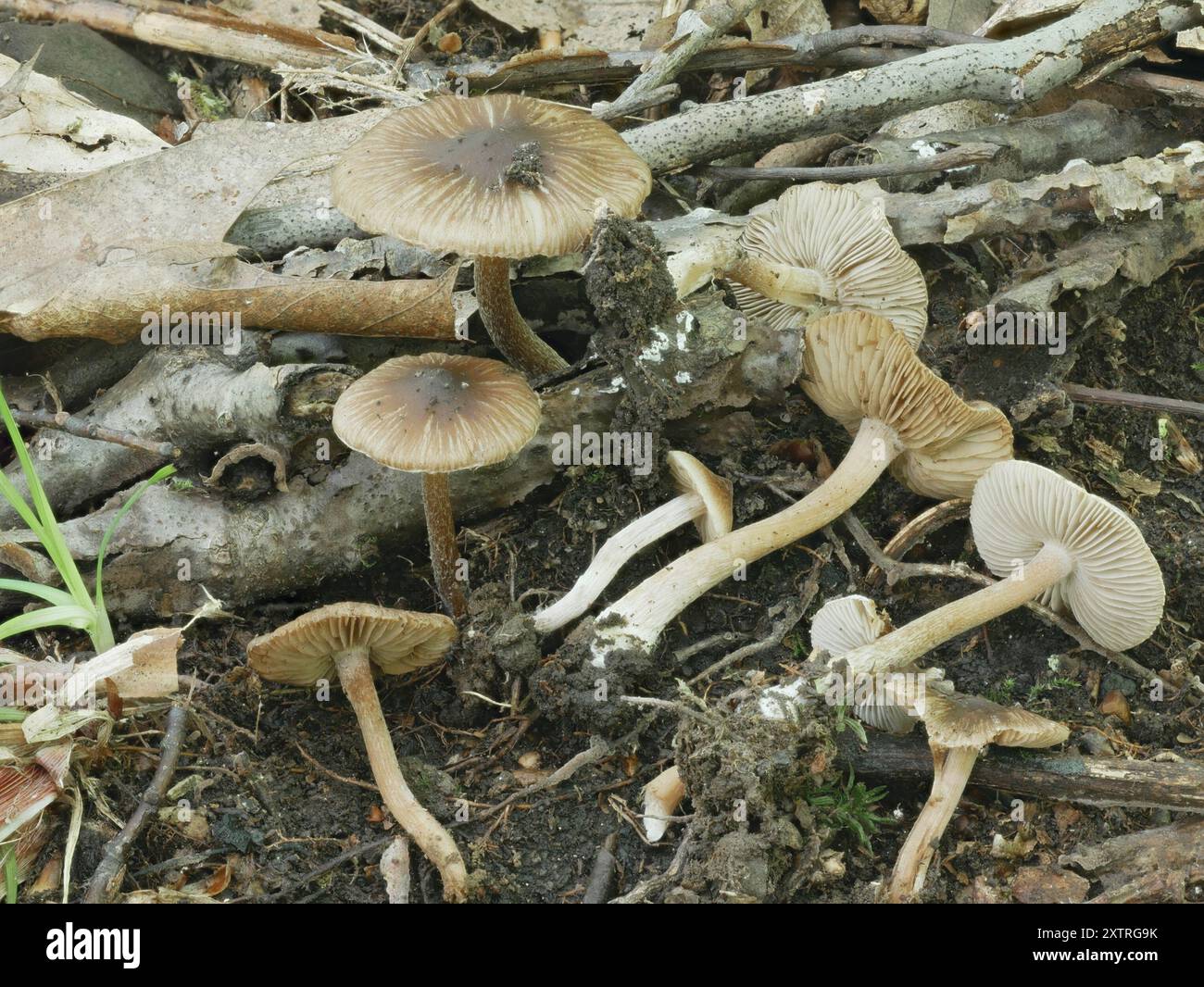 Fiber Caps (Inocybe) Fungi Stock Photo - Alamy