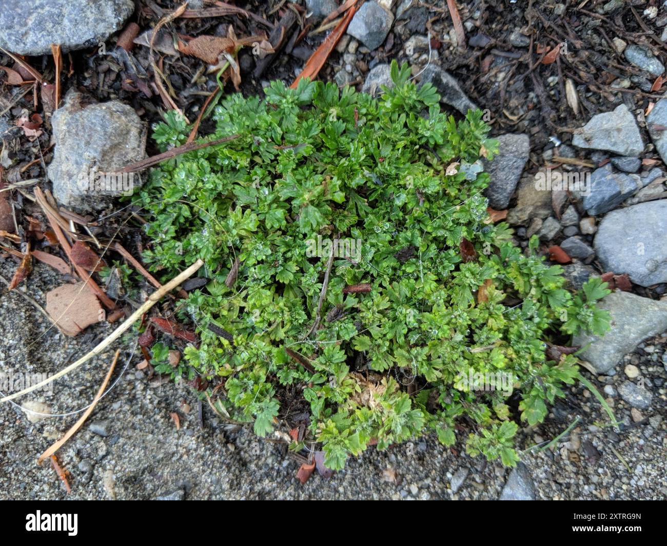 Field Parsley Piert (Alchemilla arvensis) Plantae Stock Photo - Alamy