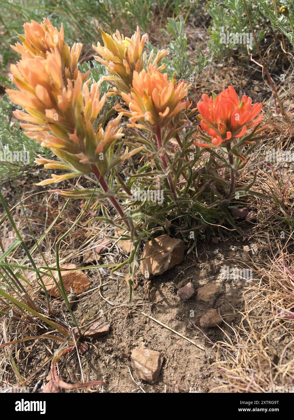 Desert Paintbrush (Castilleja chromosa) Plantae Stock Photo - Alamy