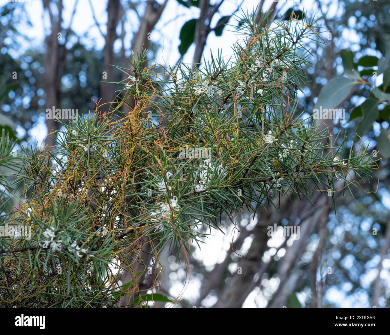 Hakea decurrens hi-res stock photography and images - Alamy
