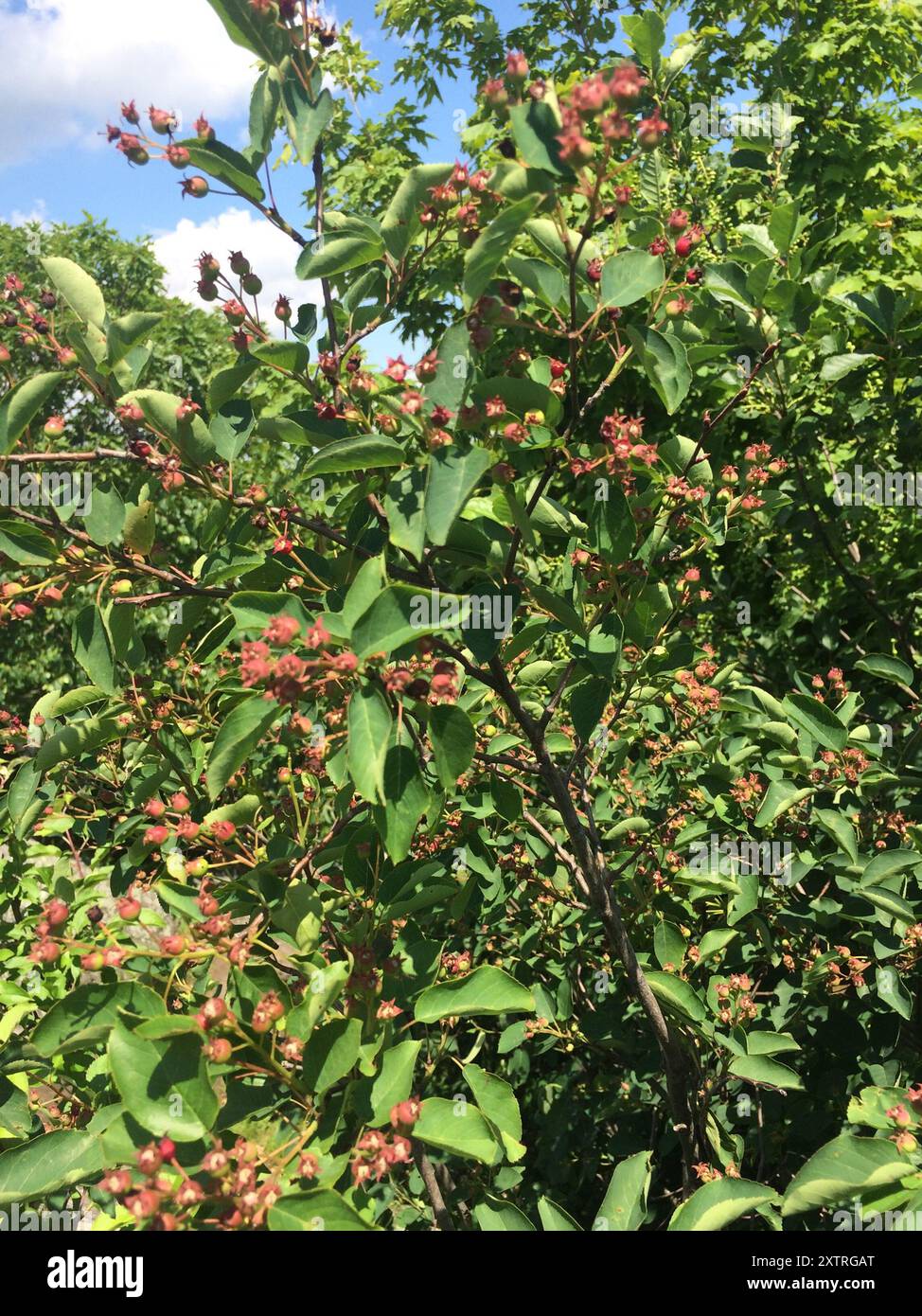 Low Serviceberry (Amelanchier humilis) Plantae Stock Photo - Alamy