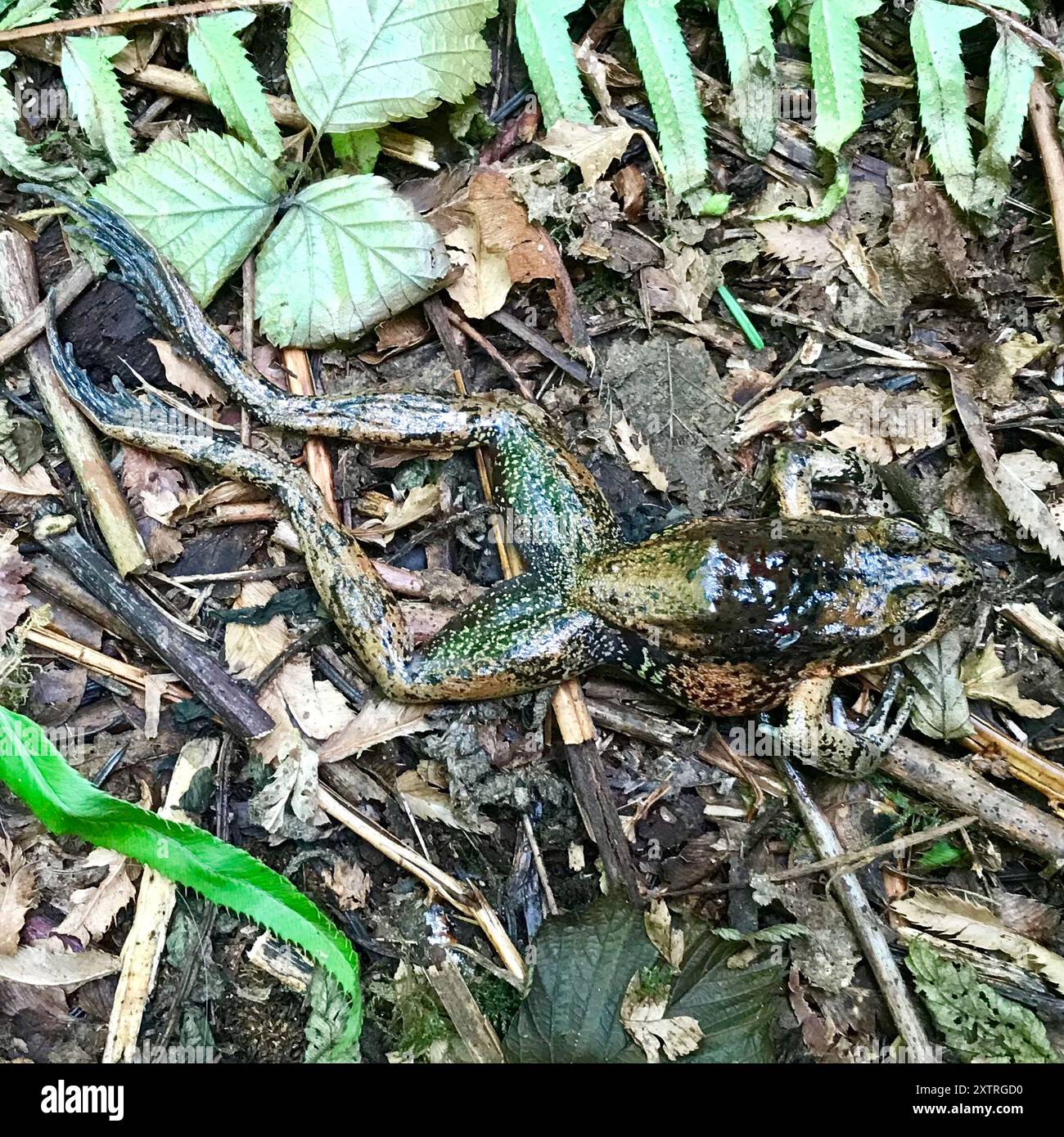 Northern Red-legged Frog (Rana aurora) Amphibia Stock Photo - Alamy