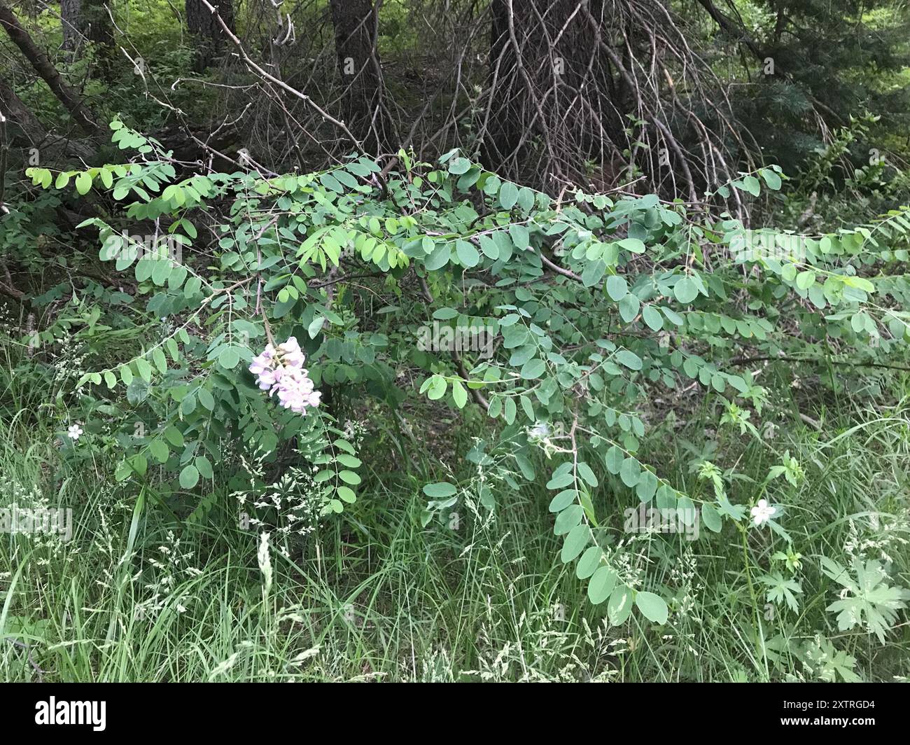 New Mexico locust (Robinia neomexicana) Plantae Stock Photo - Alamy