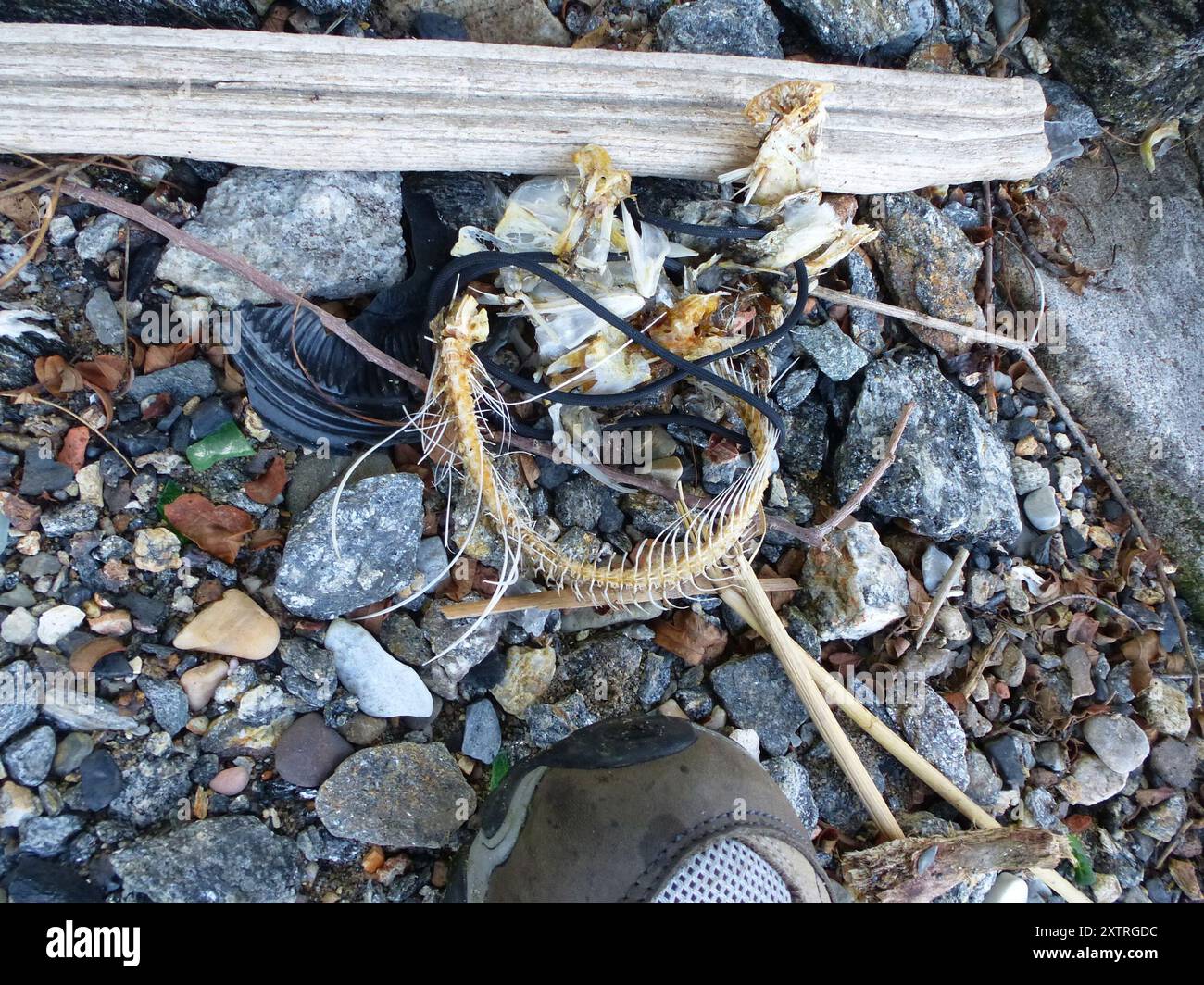 Ray-finned Fishes (Actinopterygii) Actinopterygii Stock Photo - Alamy