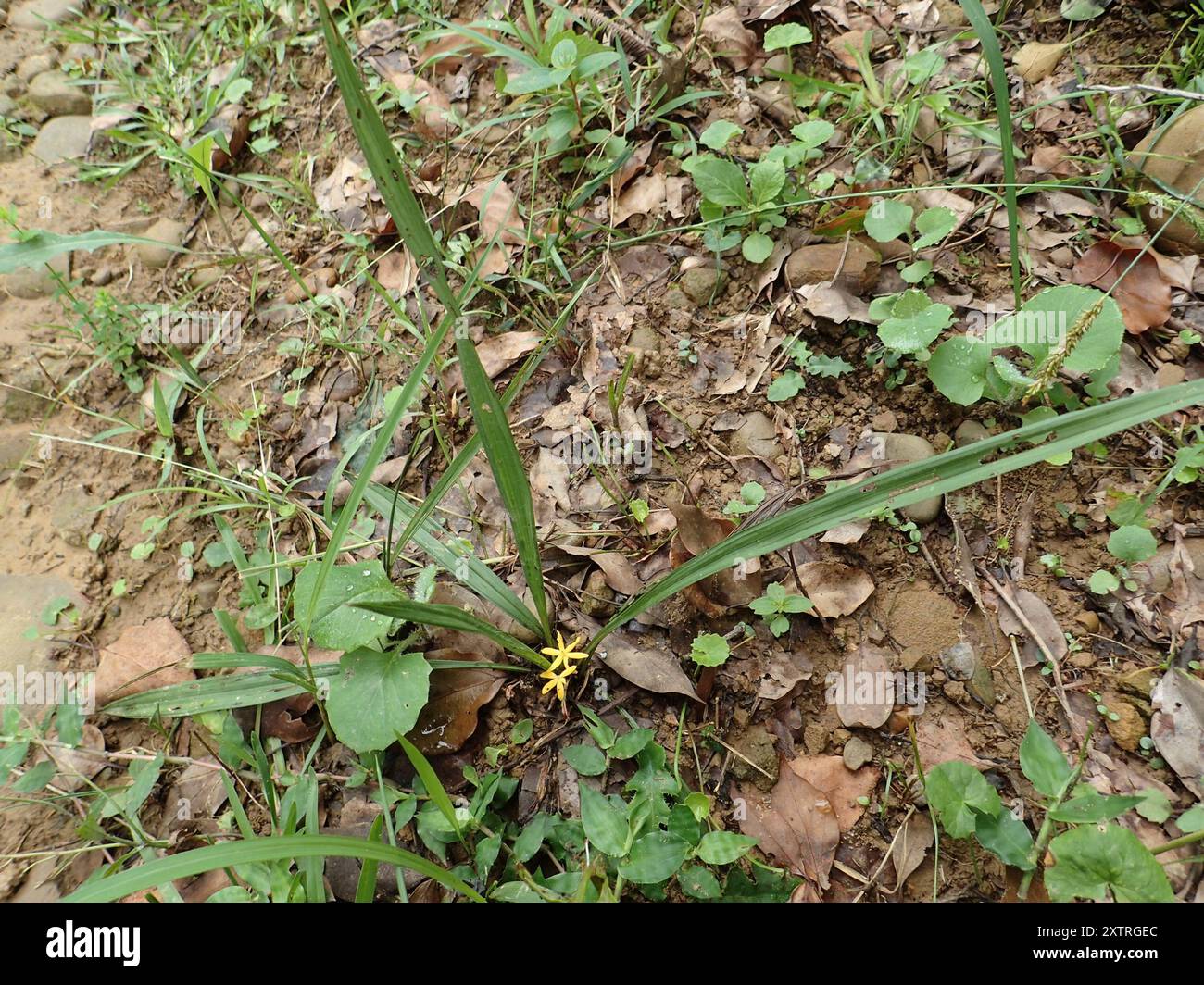Golden-eyed Grass (Curculigo orchioides) Plantae Stock Photo - Alamy